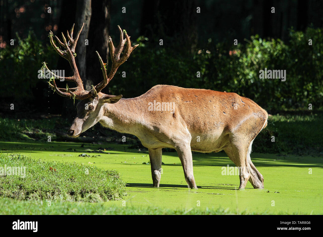 Das Rotwild, Cervus elaphus ist einer der größten Hirsche Arten. Der ...