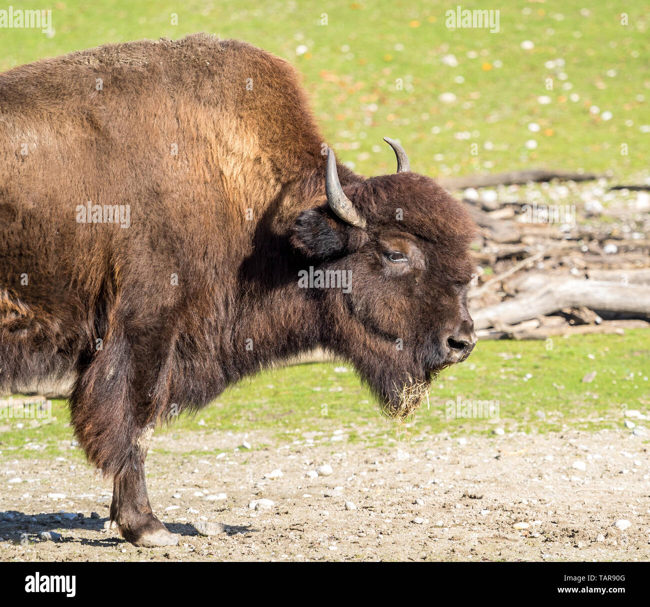 Der amerikanische Bison oder einfach Bison, häufig auch als die ...
