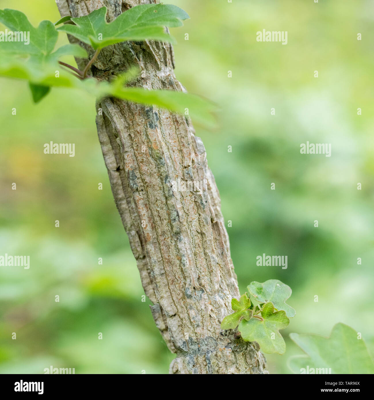 Acer campestre rinde -Fotos und -Bildmaterial in hoher Auflösung – Alamy