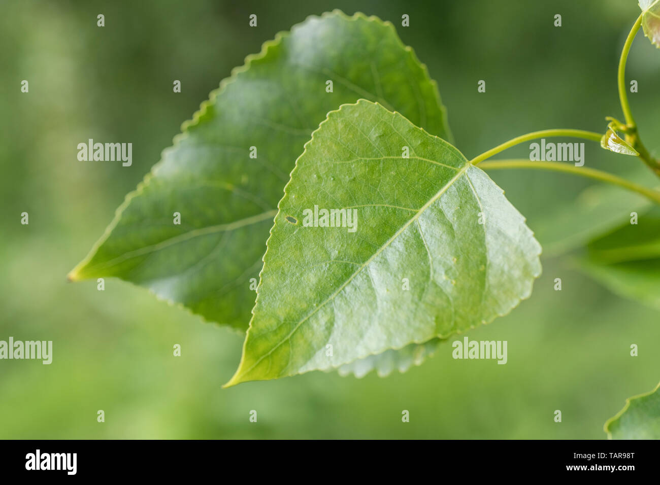 Hybrid pappel -Fotos und -Bildmaterial in hoher Auflösung – Alamy