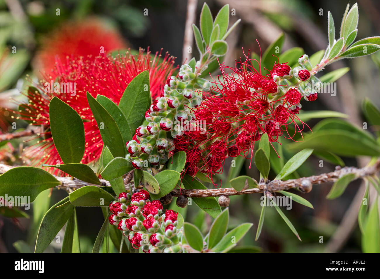 Roter blumenstrauch australien -Fotos und -Bildmaterial in hoher ...