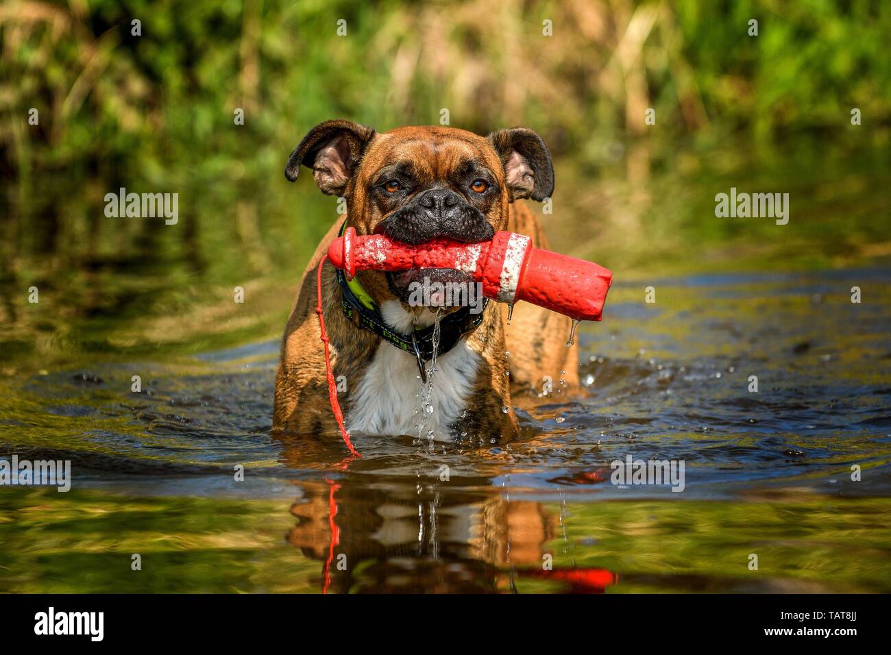 German Boxer Dog Stockfotos und -bilder Kaufen - Alamy