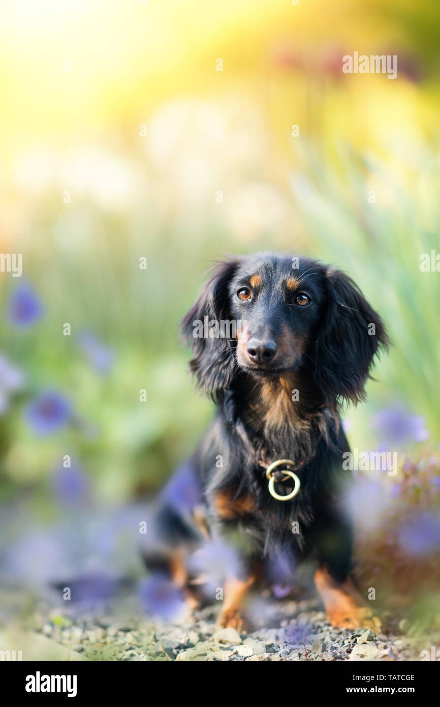 Langhaar Dackel Stockfotos und -bilder Kaufen - Alamy