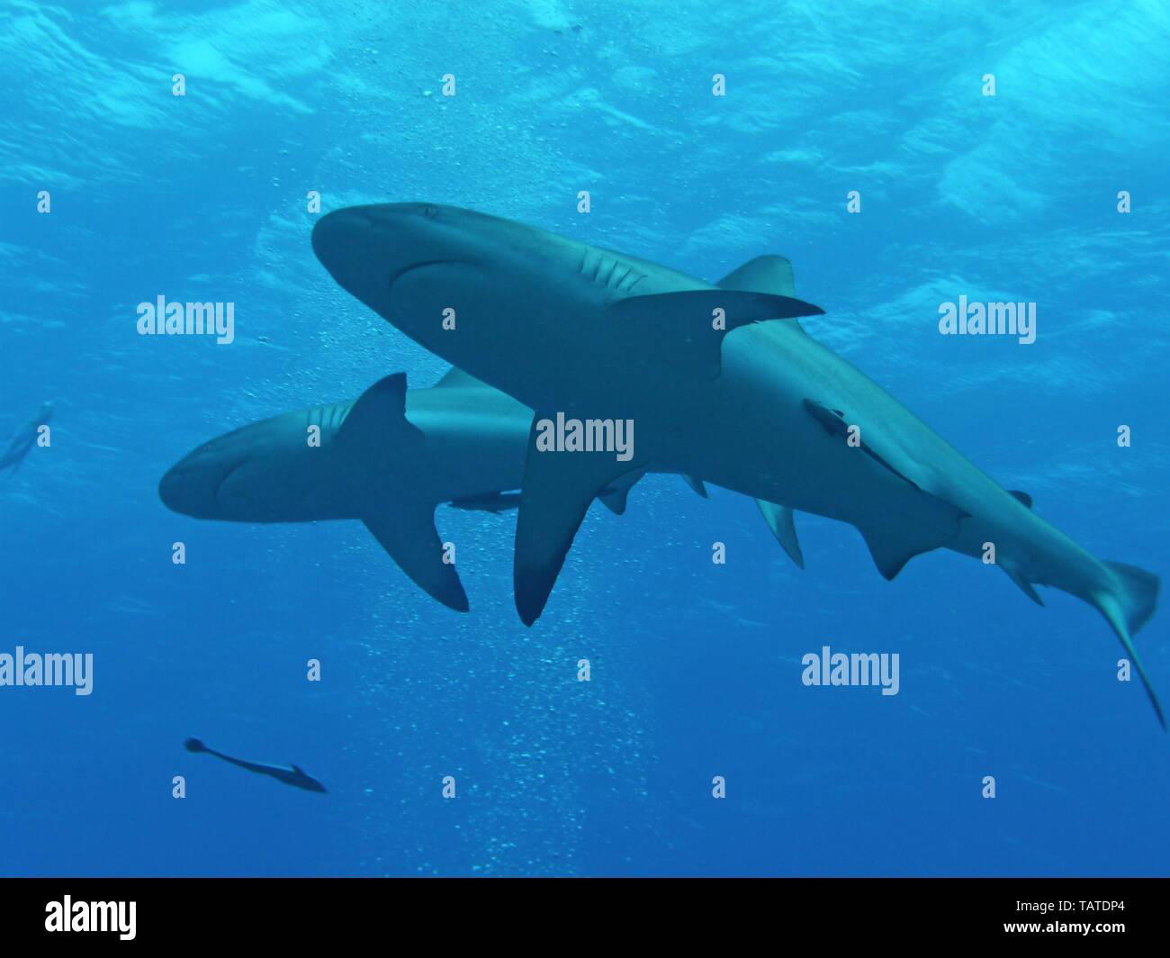 Hai seitenansicht -Fotos und -Bildmaterial in hoher Auflösung – Alamy