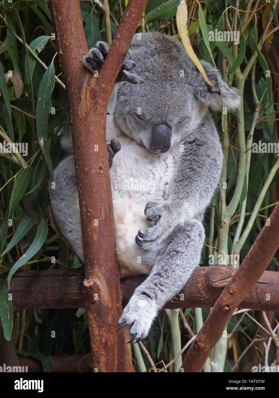 Koala bears sleeping -Fotos und -Bildmaterial in hoher Auflösung – Alamy