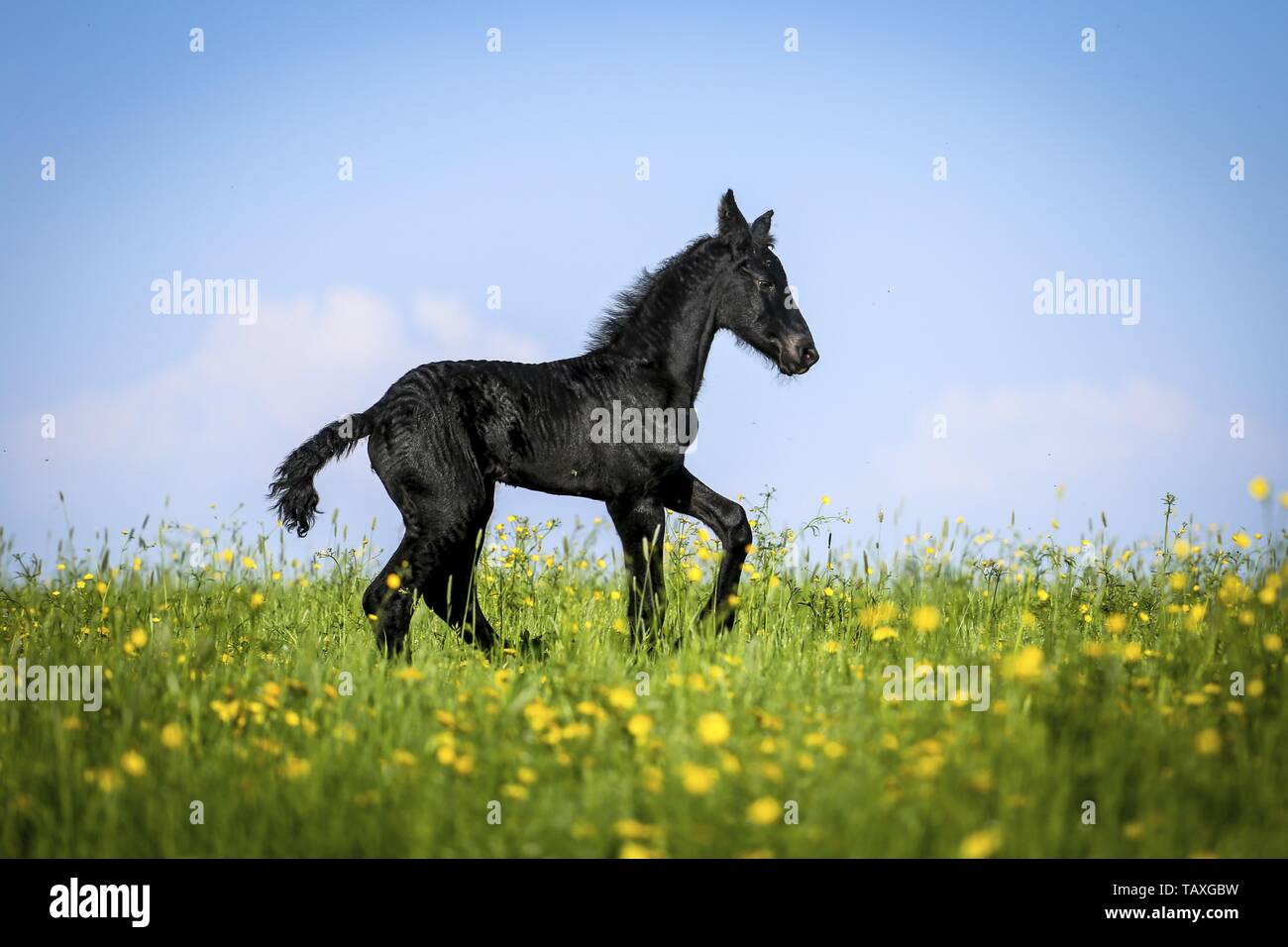 Friesen Fohlen Stockfotos und -bilder Kaufen - Alamy