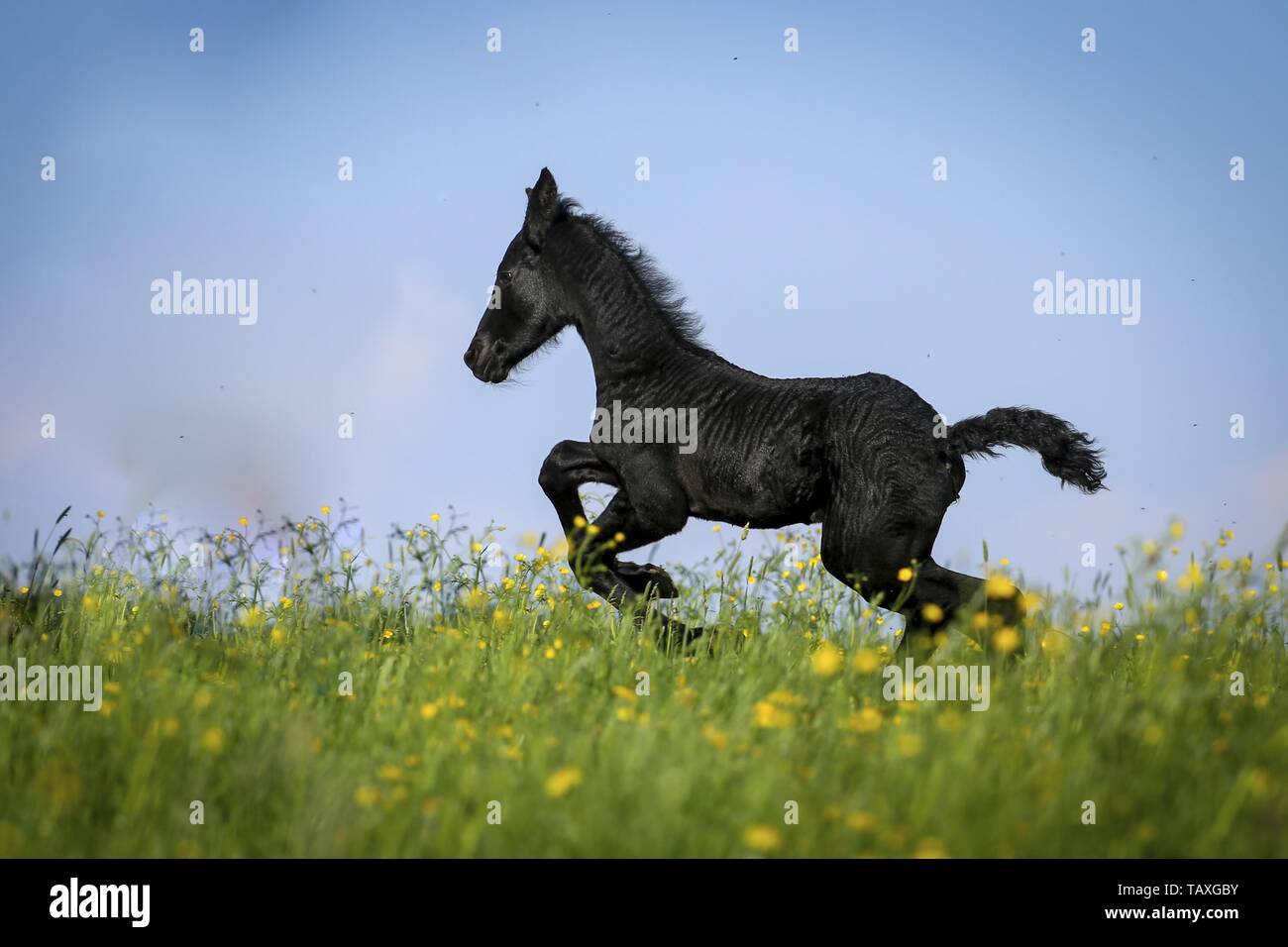 Friesen Fohlen Stockfotos und -bilder Kaufen - Alamy