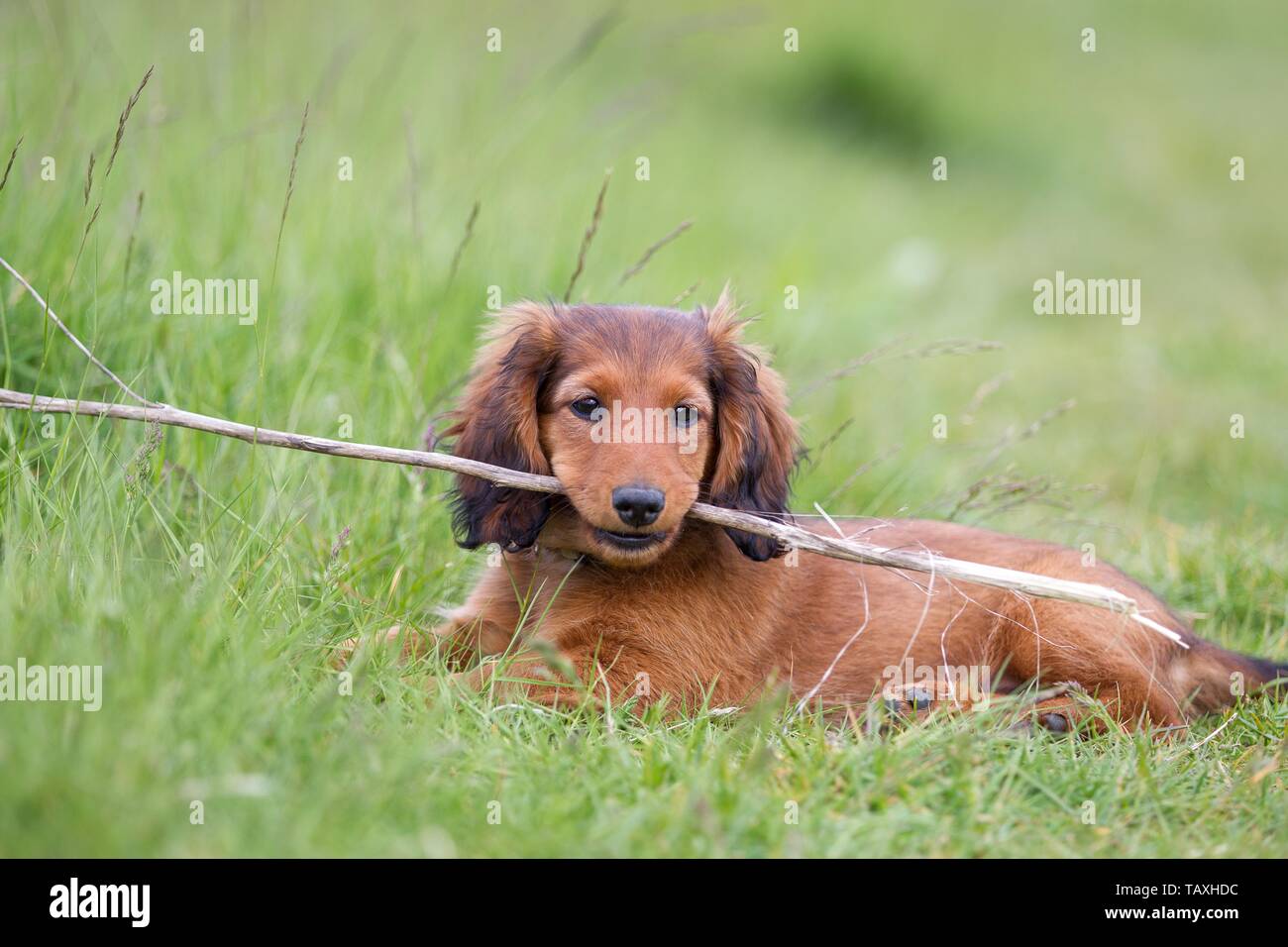 Lying longhaired dachshund -Fotos und -Bildmaterial in hoher Auflösung ...