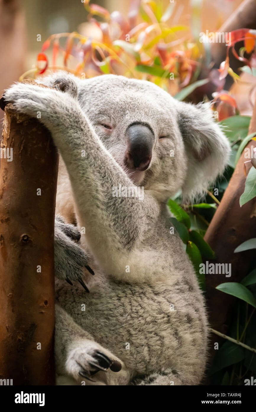 Koala edinburgh zoo -Fotos und -Bildmaterial in hoher Auflösung – Alamy