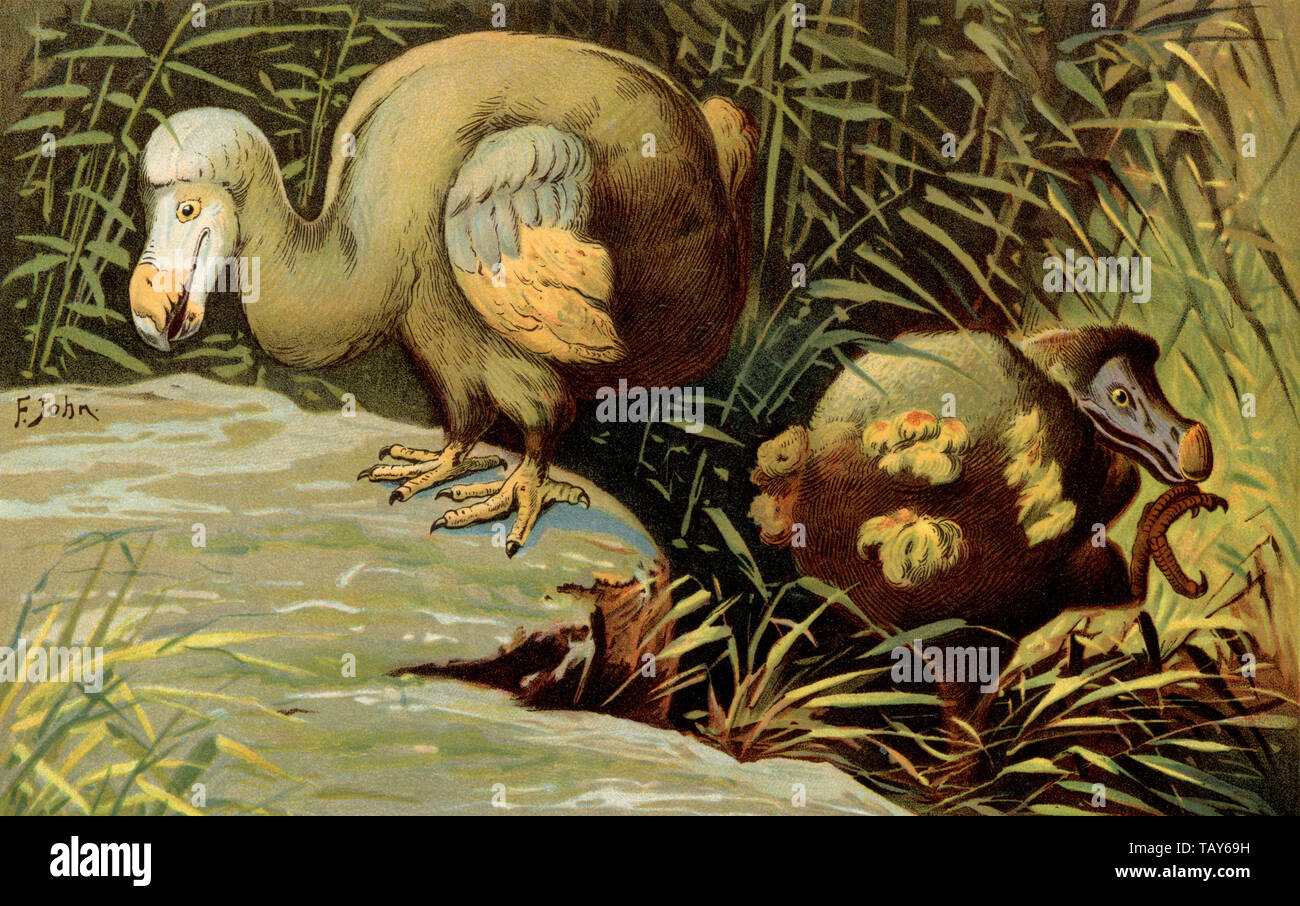 Dronte dodo -Fotos und -Bildmaterial in hoher Auflösung – Alamy
