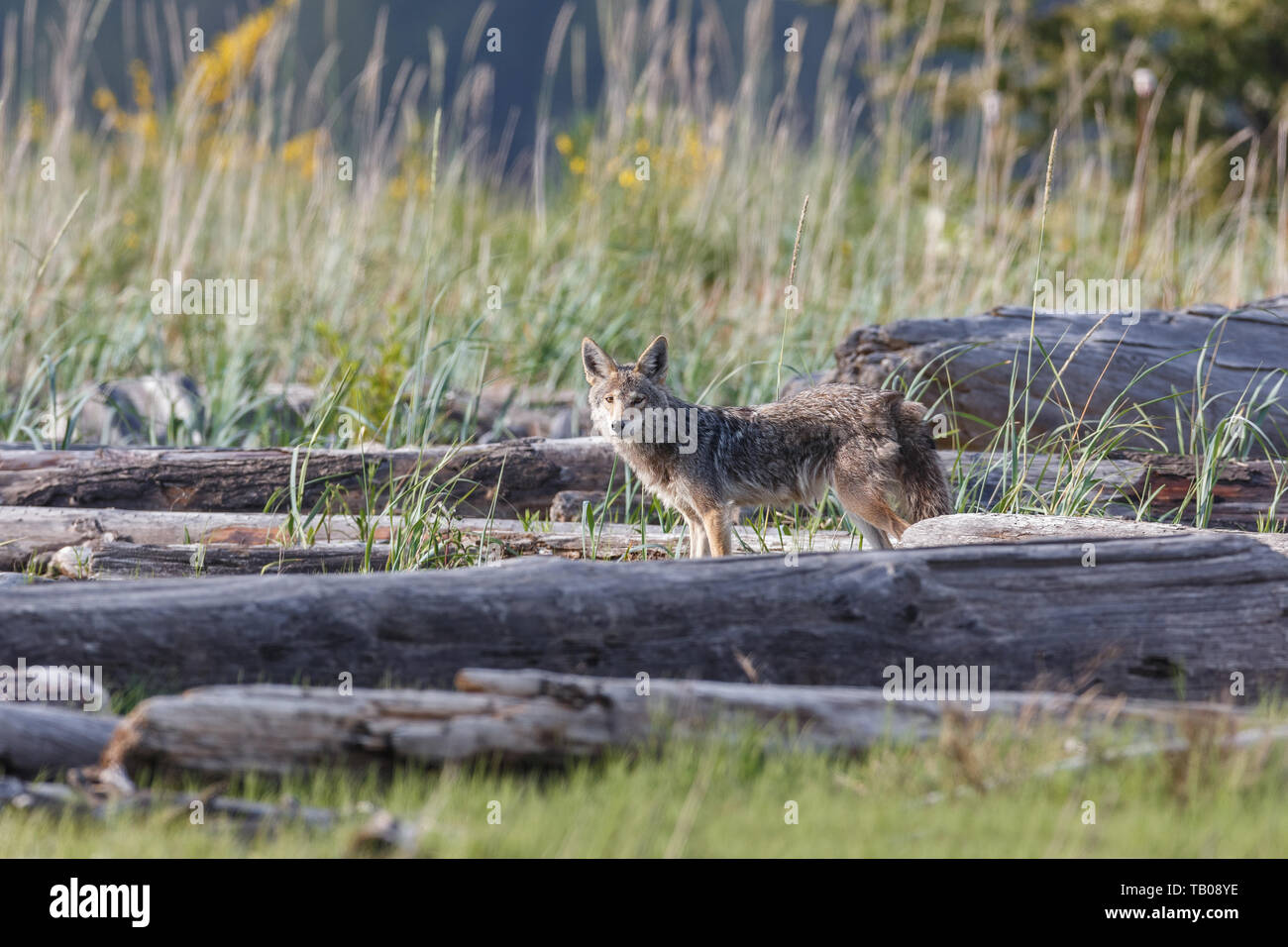 Prairie wolf -Fotos und -Bildmaterial in hoher Auflösung – Alamy