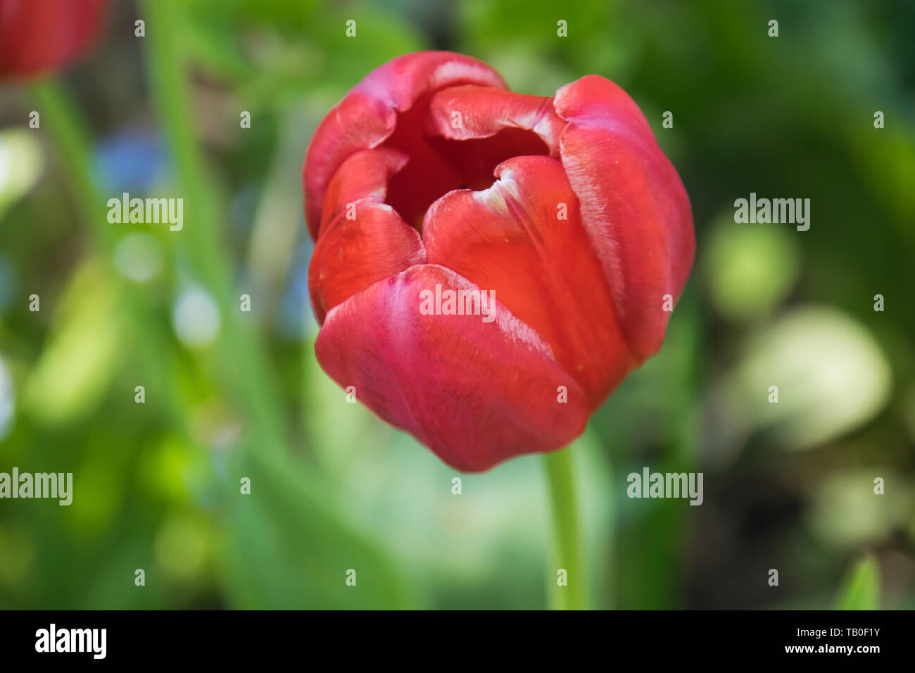 Tulpe frühlingsromantikblume -Fotos und -Bildmaterial in hoher ...