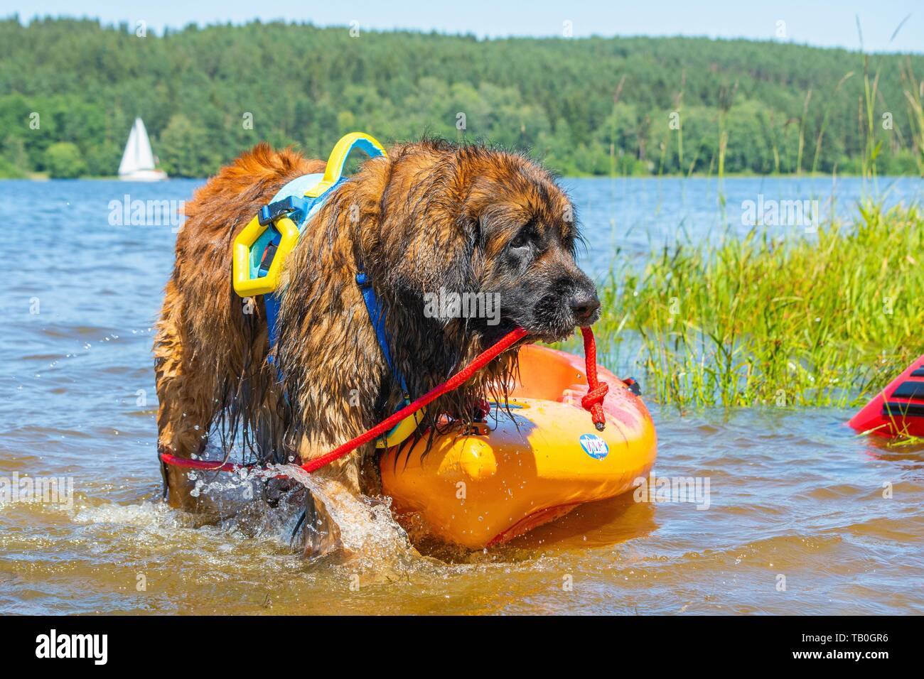Leonberger rettung -Fotos und -Bildmaterial in hoher Auflösung – Alamy