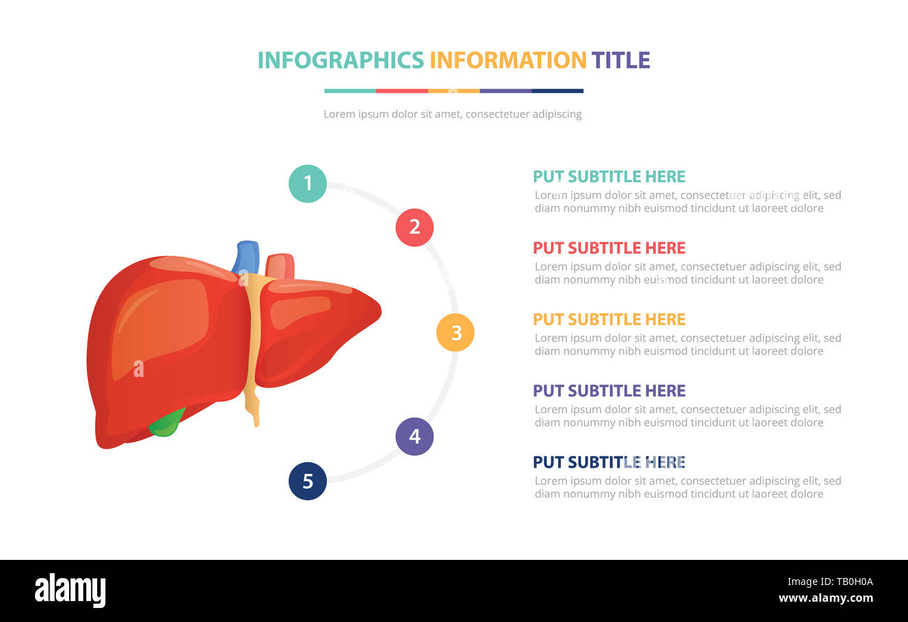 Anatomie der menschlichen Leber Infografik Vorlage Konzept mit fünf ...