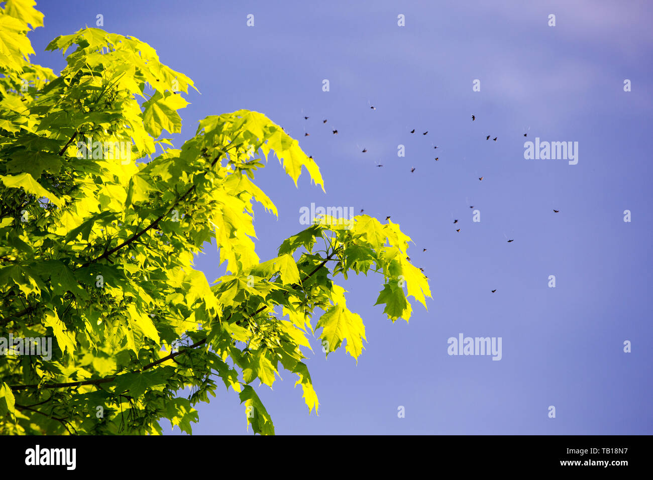 Schwarm Von Insekten Stockfotos und -bilder Kaufen - Alamy