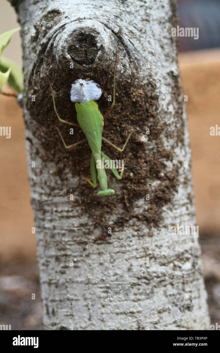 Mantodea egg -Fotos und -Bildmaterial in hoher Auflösung – Alamy