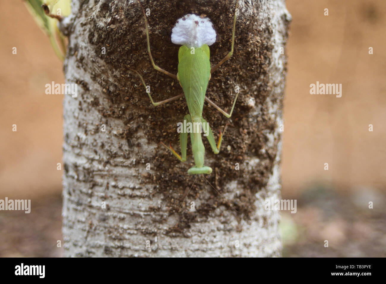 Mantodea egg -Fotos und -Bildmaterial in hoher Auflösung – Alamy