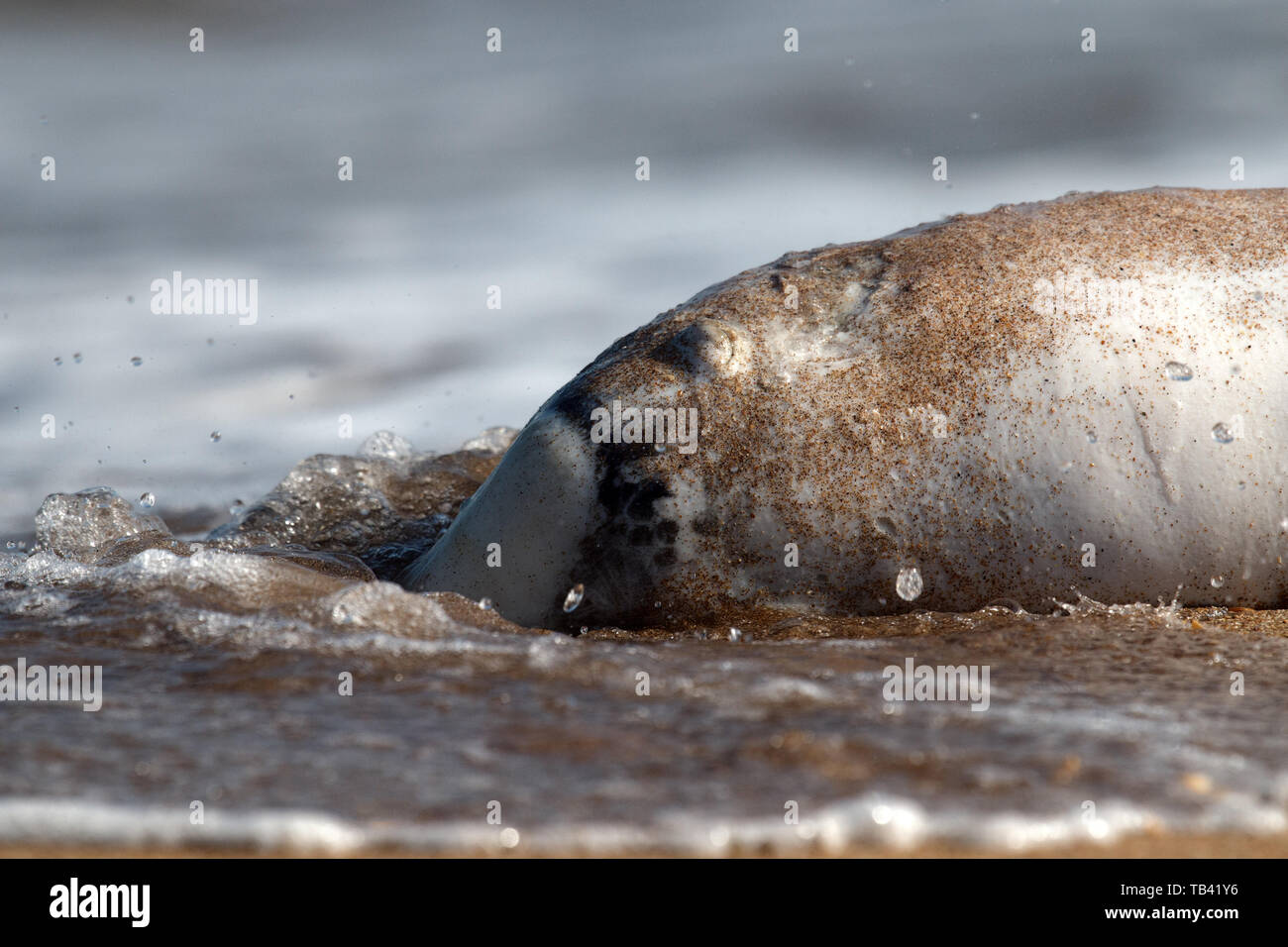 Dolphin tot am Strand. Gemeinsame Schweinswal (Phocoena phocoena ...