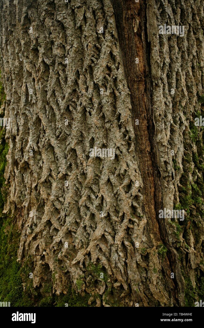 Baum mit einem riss -Fotos und -Bildmaterial in hoher Auflösung – Alamy