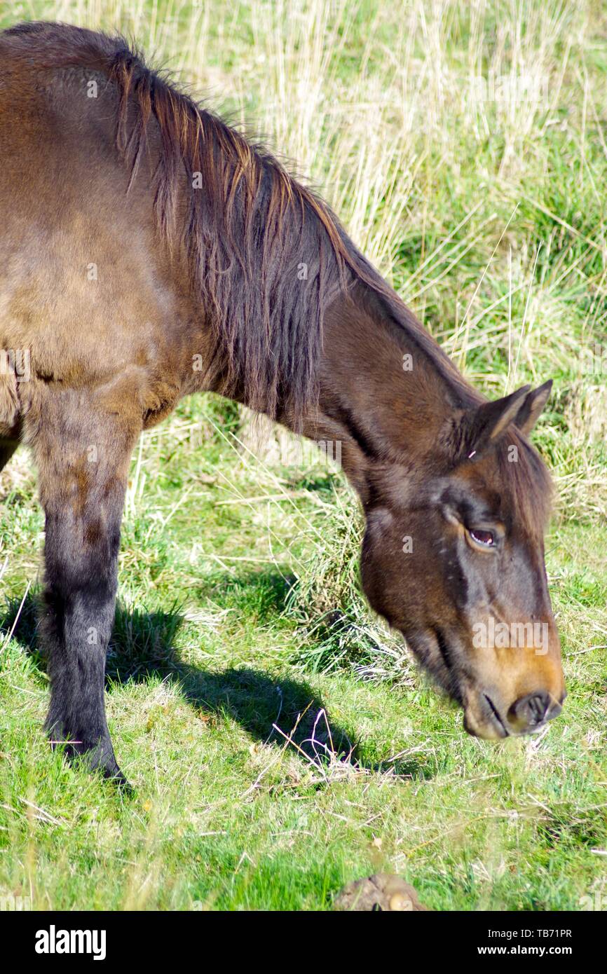 Braunes Pferd Weiden in einem Feld in einem Herbst Tag. Muir von Dinnet ...