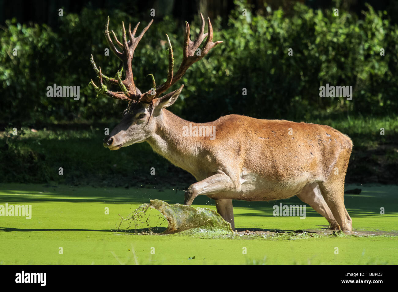 Das Rotwild, Cervus elaphus ist einer der größten Hirsche Arten. Der ...
