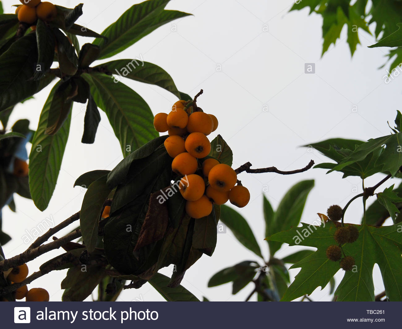 Mispel Baum Stockfotos & Mispel Baum Bilder - Alamy