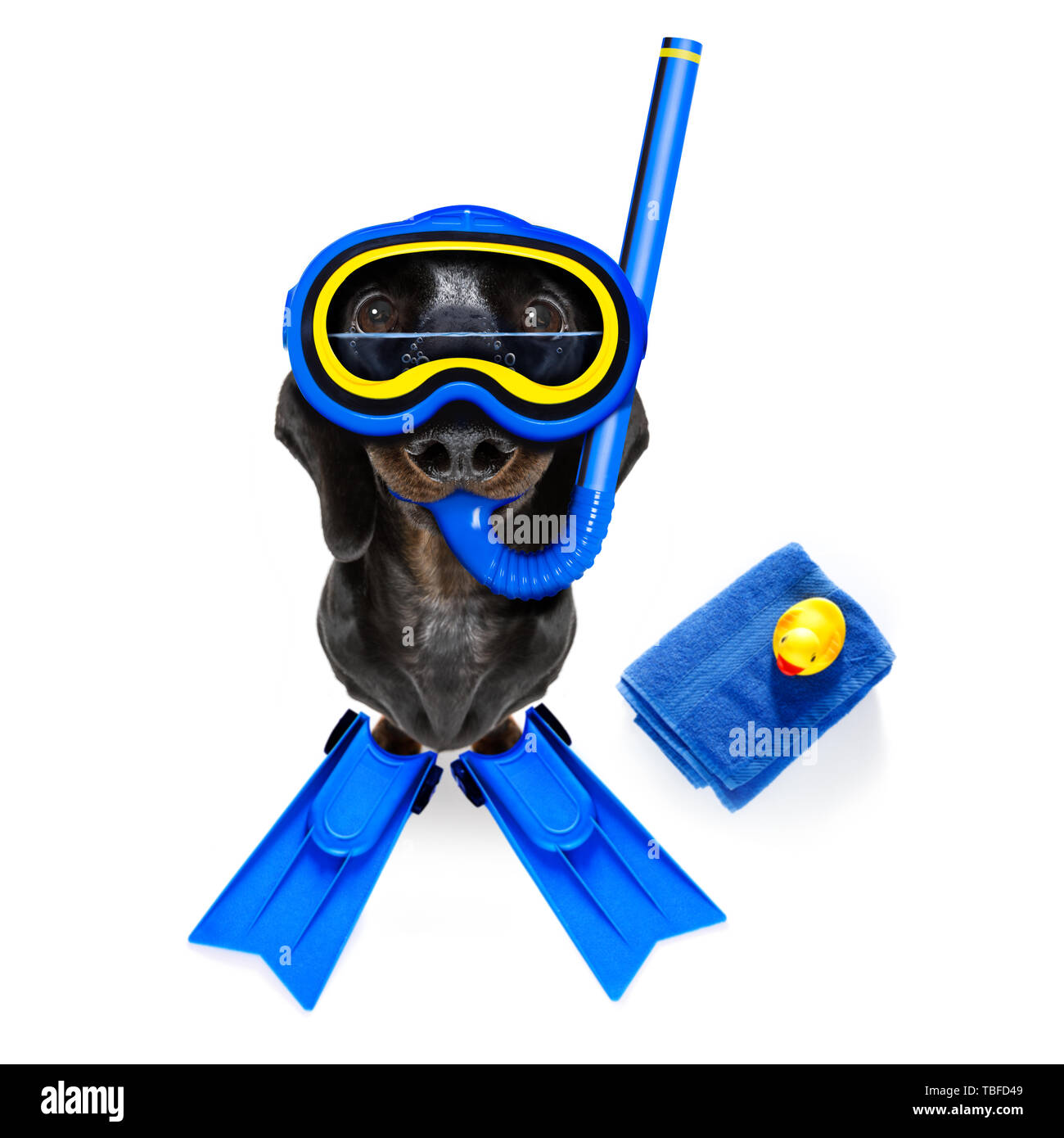Wurst Scuba Sea Sea Stockfotos und -bilder Kaufen - Alamy