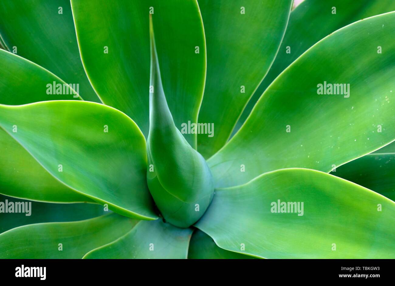 Portugal agave -Fotos und -Bildmaterial in hoher Auflösung – Alamy