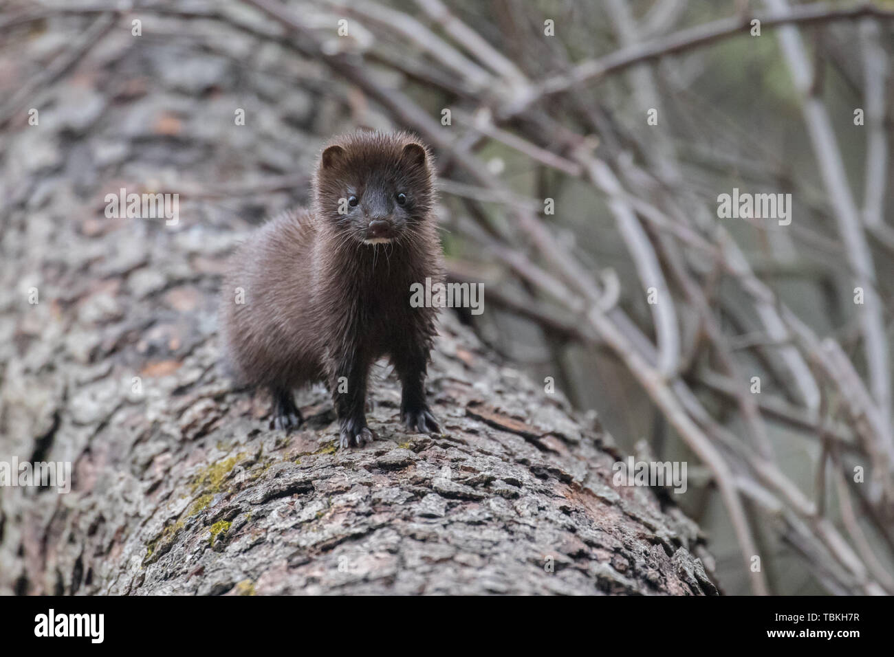 Der nerz -Fotos und -Bildmaterial in hoher Auflösung – Alamy