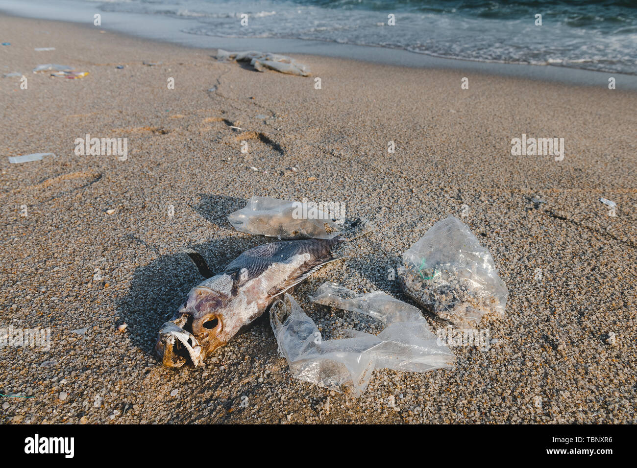 Tod Fisch und plastik Müll am Strand in Verschmutzung Sea Scape Umwelt ...