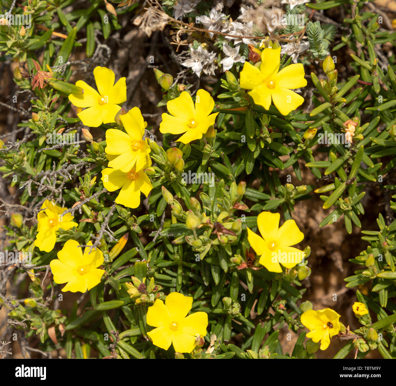 Zistrose pflanze -Fotos und -Bildmaterial in hoher Auflösung – Alamy