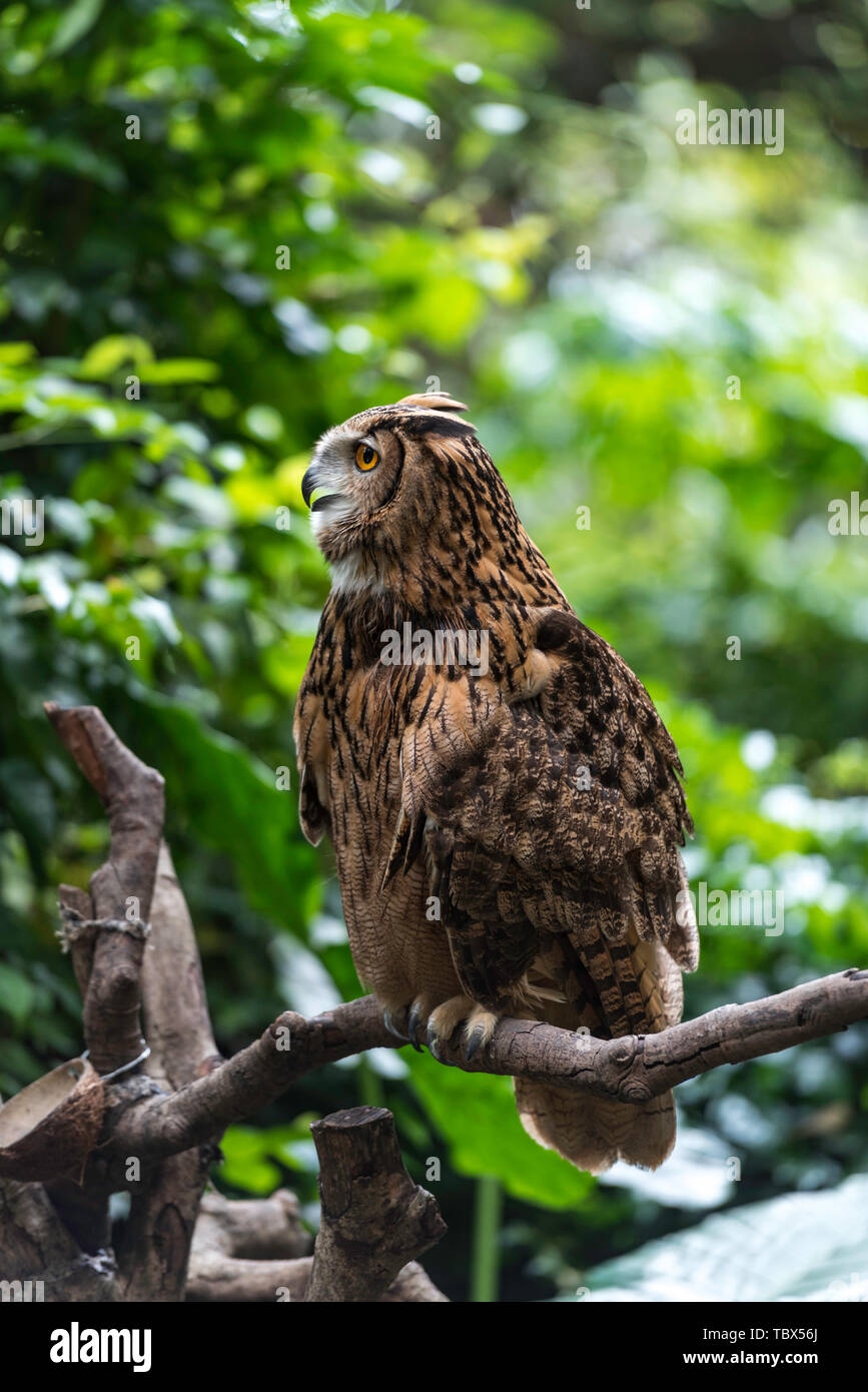 Dschungel eulen -Fotos und -Bildmaterial in hoher Auflösung – Alamy
