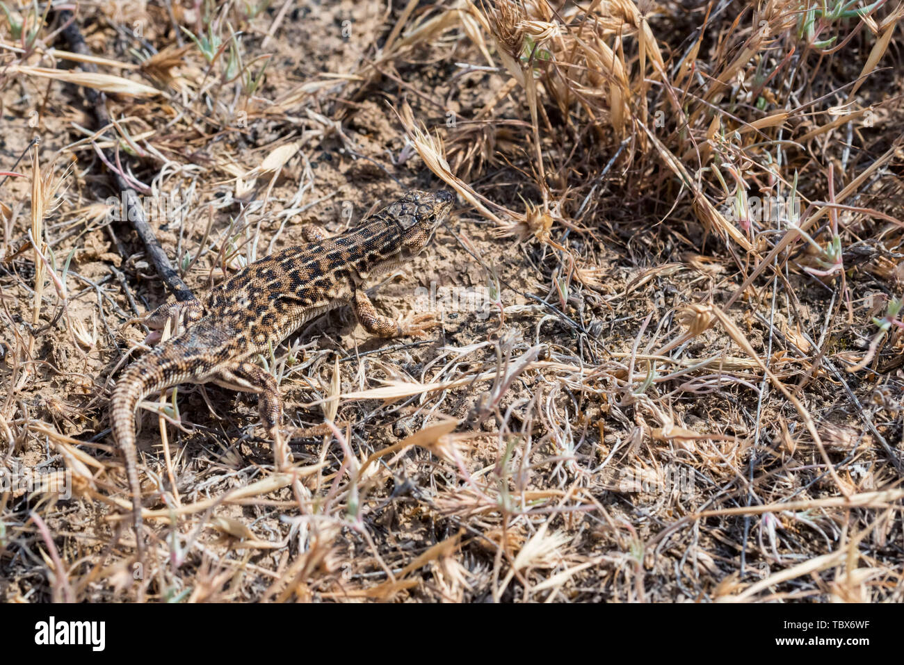 Eremias arguta -Fotos und -Bildmaterial in hoher Auflösung – Alamy