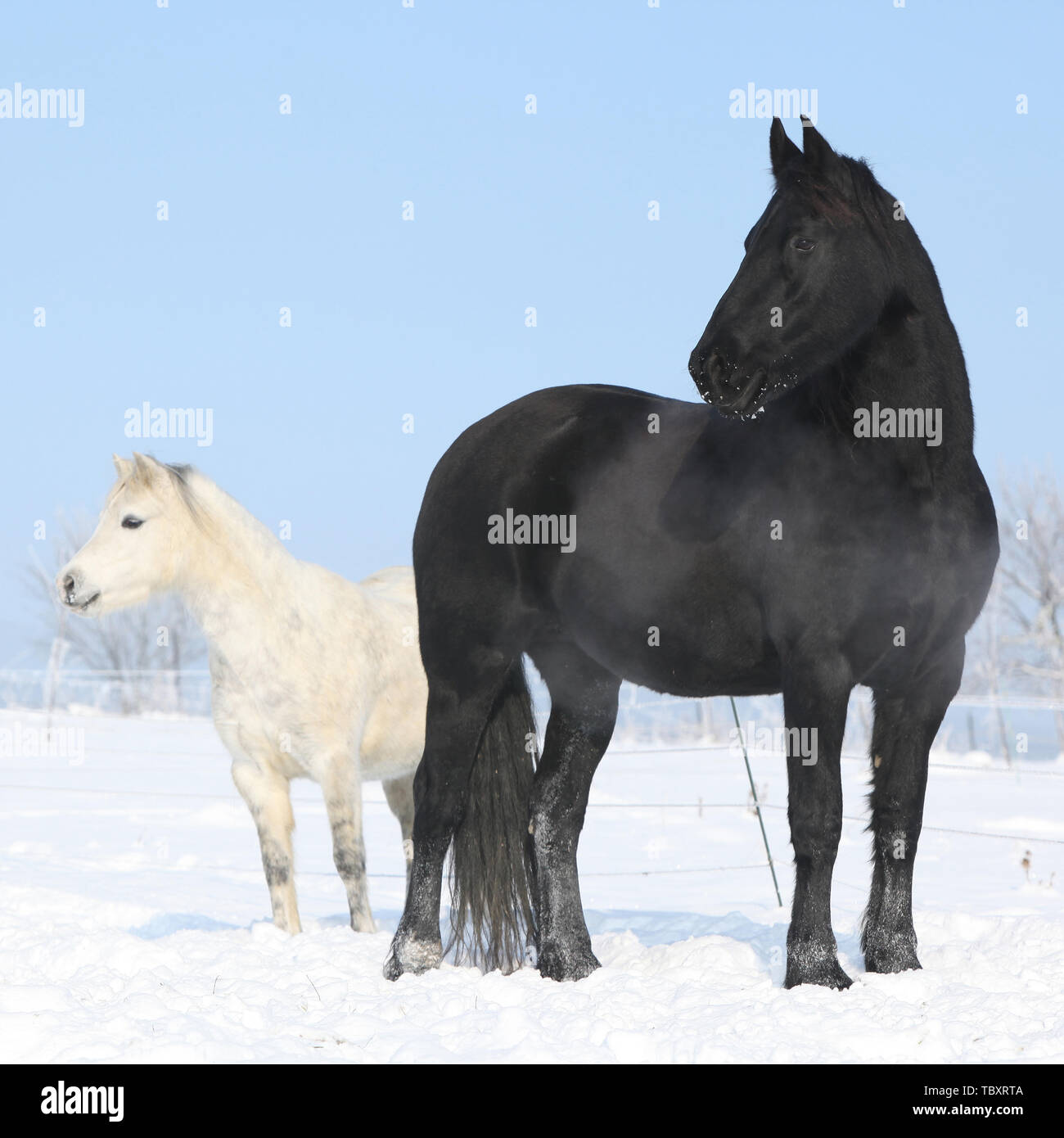 Friese hengst schnee -Fotos und -Bildmaterial in hoher Auflösung – Alamy