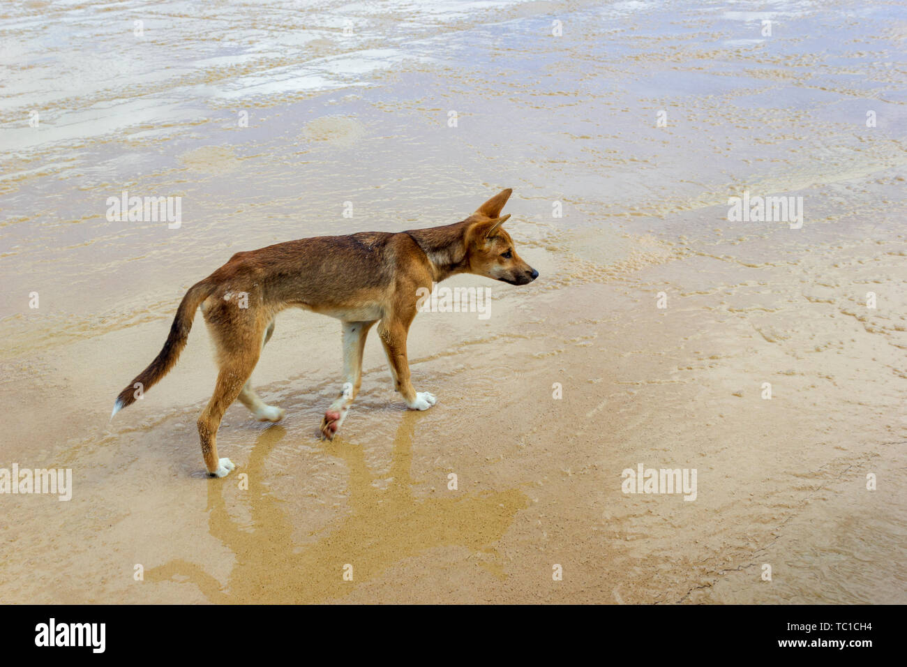 Dingo am Strand in der Great Sandy National Park, Fraser Island Waddy ...