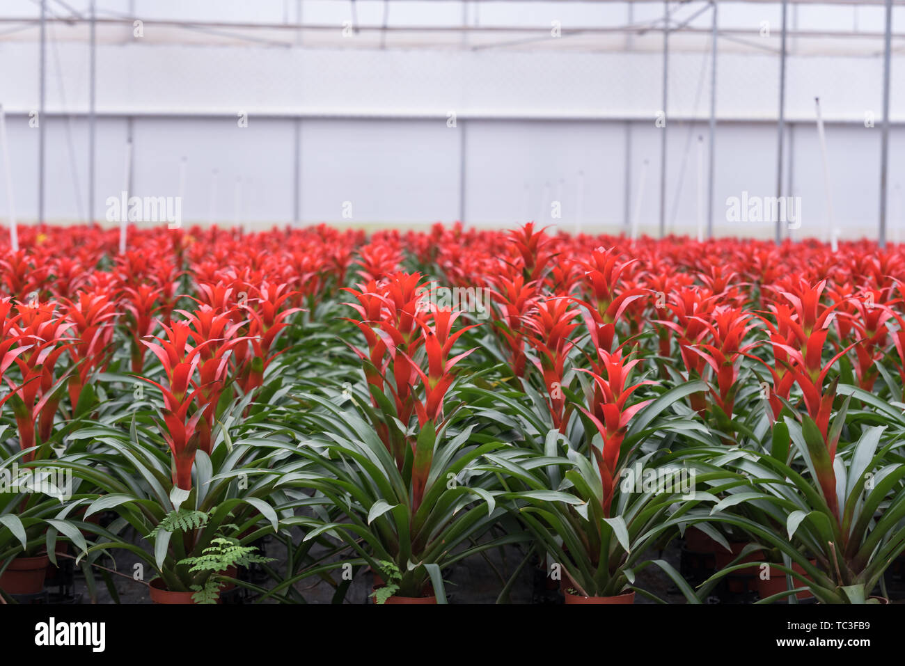 Zierpflanzen aus dem ausland -Fotos und -Bildmaterial in hoher ...