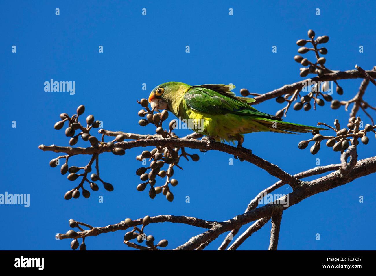 Aratinga canicularis -Fotos und -Bildmaterial in hoher Auflösung – Alamy