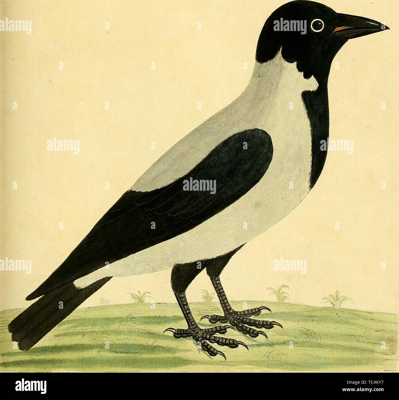 Abbildung der naturgeschichte -Fotos und -Bildmaterial in hoher ...