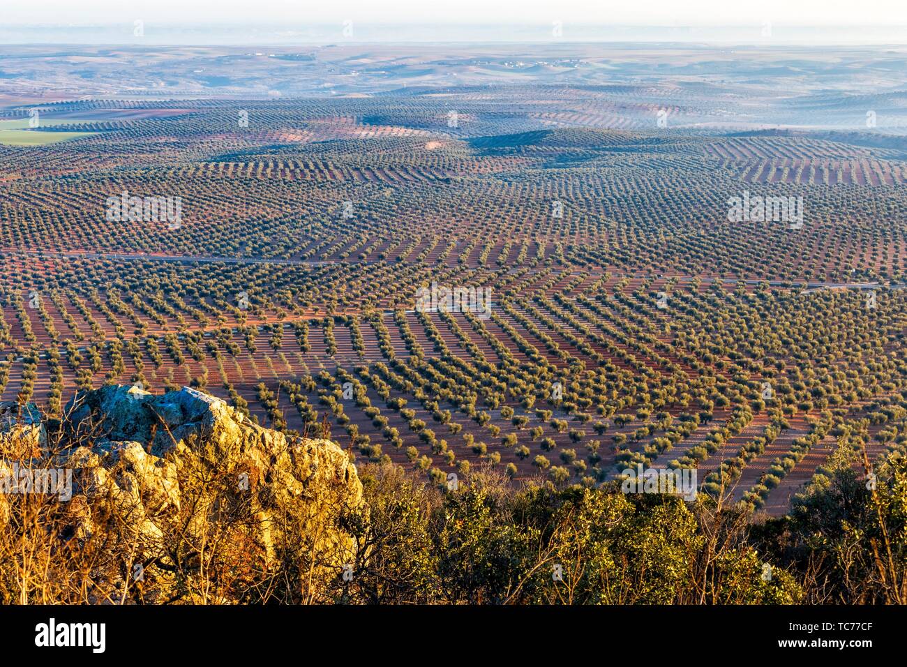 Mora tree -Fotos und -Bildmaterial in hoher Auflösung – Alamy