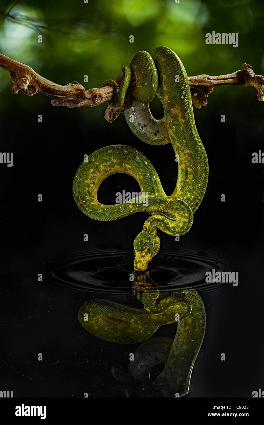 Jungle pool -Fotos und -Bildmaterial in hoher Auflösung – Alamy