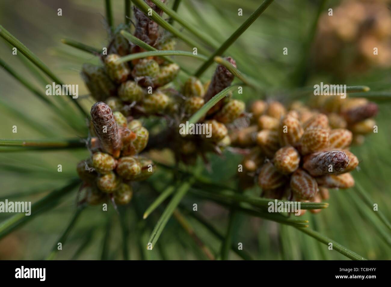 Blühende Kiefer Stockfotos und -bilder Kaufen - Alamy