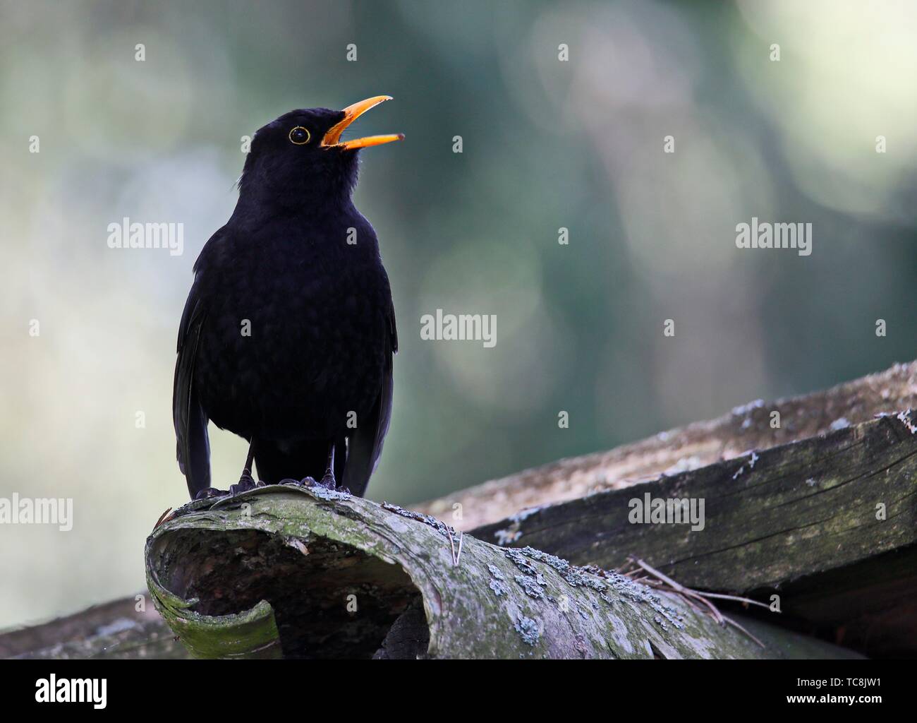Schwarzer vogel -Fotos und -Bildmaterial in hoher Auflösung – Alamy