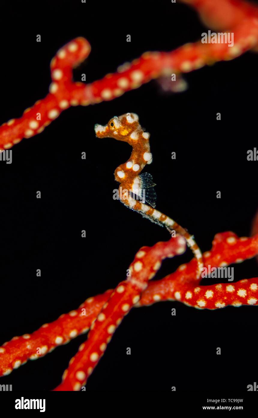 Zwerg seepferdchen raja ampat -Fotos und -Bildmaterial in hoher ...