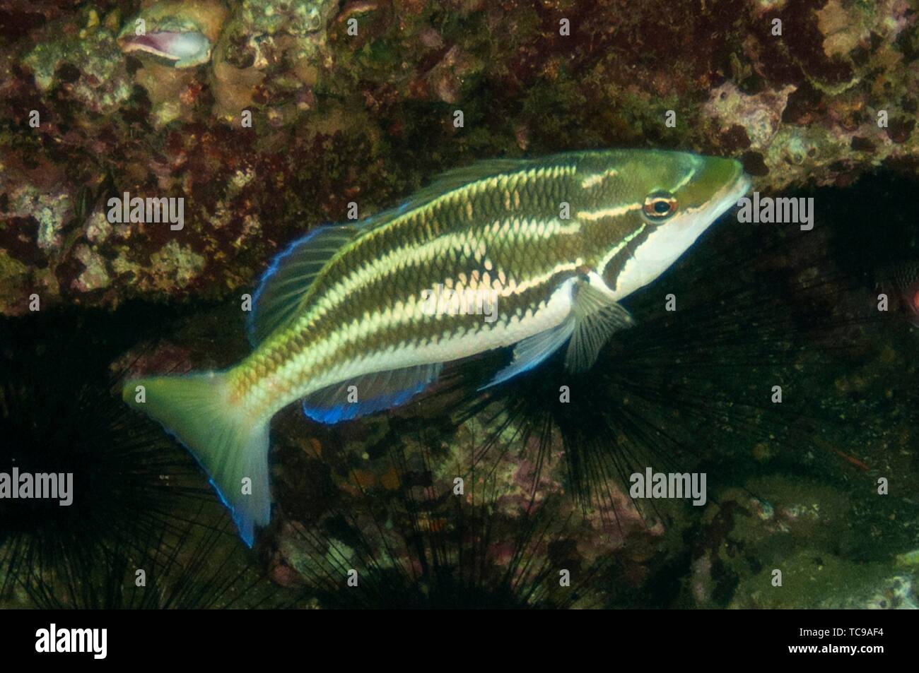 Pentapodus trivittatus -Fotos und -Bildmaterial in hoher Auflösung – Alamy