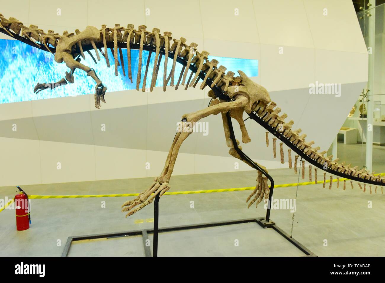 Fossilien reptilien -Fotos und -Bildmaterial in hoher Auflösung – Alamy