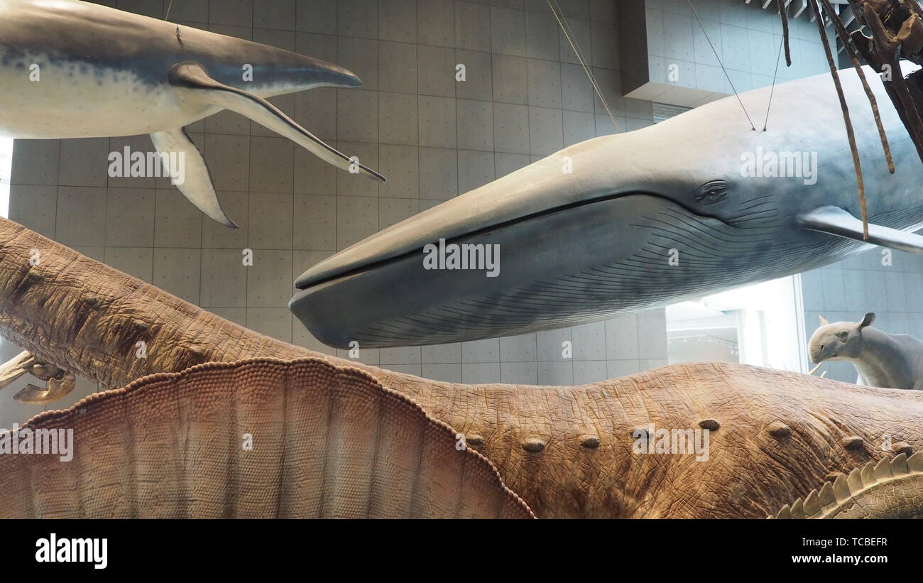 Naturkundemuseum walskulptur -Fotos und -Bildmaterial in hoher ...