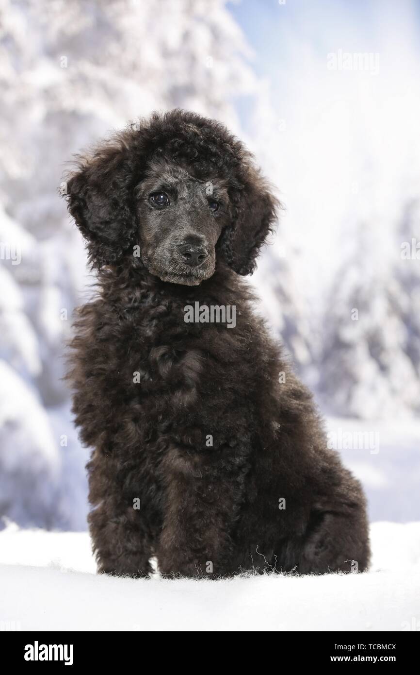 Sitzender königspudel sitting poodle -Fotos und -Bildmaterial in hoher ...