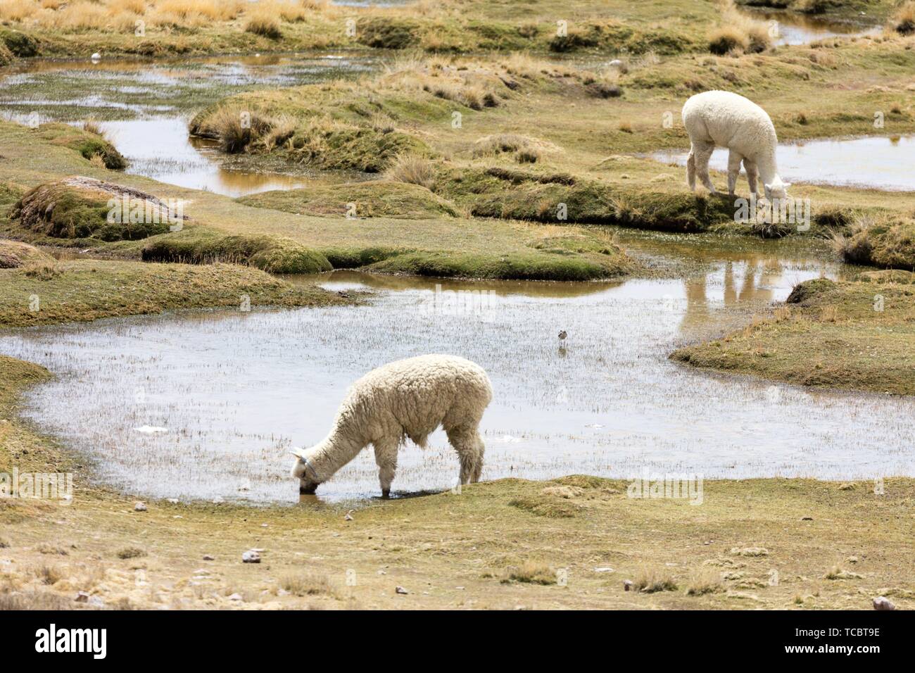 Alpaka und lama in den anden -Fotos und -Bildmaterial in hoher ...
