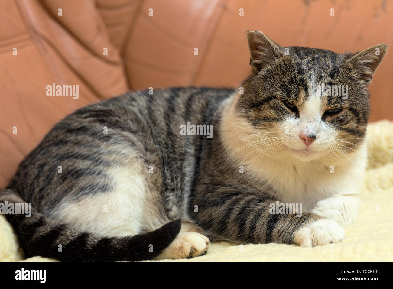 Liegende katze -Fotos und -Bildmaterial in hoher Auflösung – Alamy
