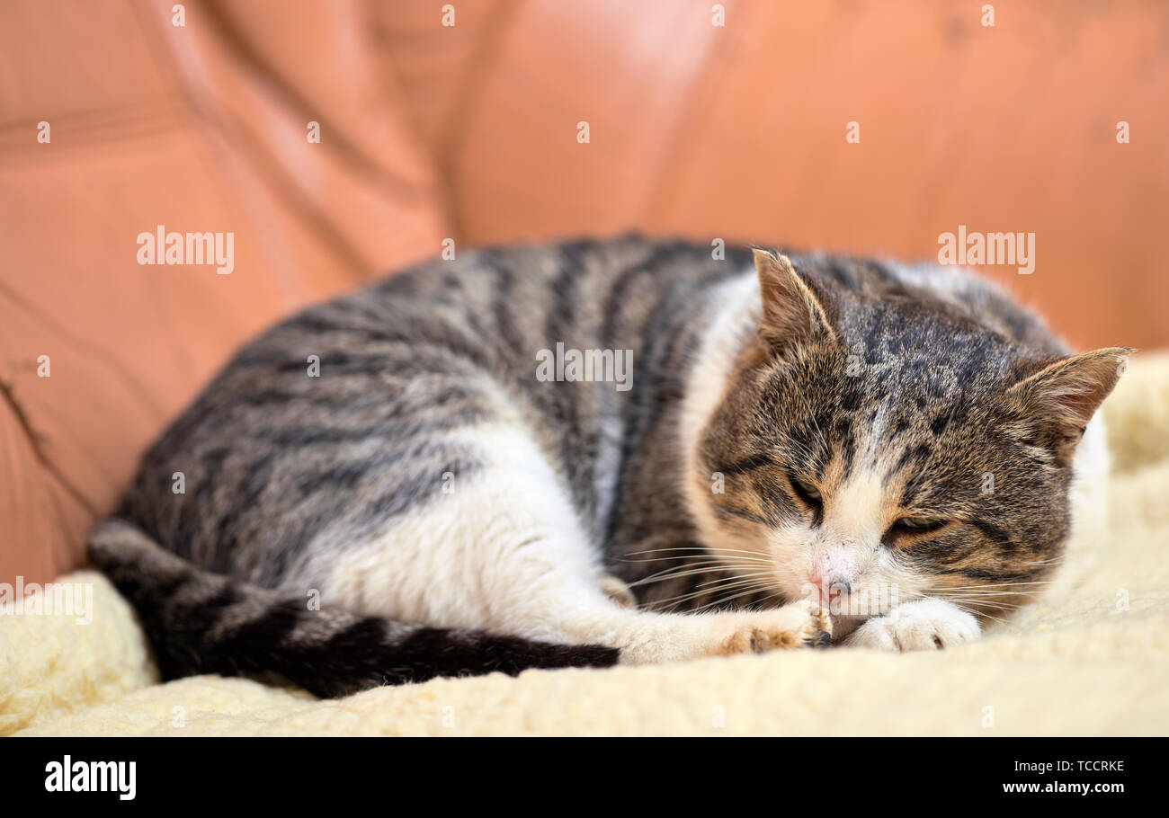 Liegende katze -Fotos und -Bildmaterial in hoher Auflösung – Alamy